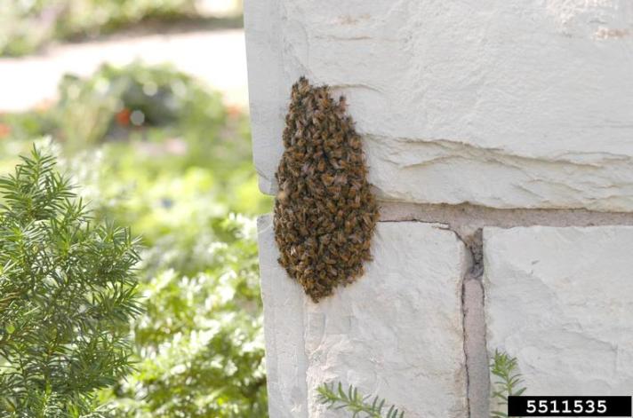 Understanding Native Bees and Habitat Fragmentation – Beautify Spearfish