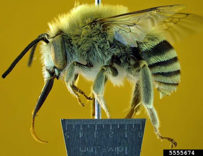 Understanding Native Bees and Habitat Fragmentation – Beautify Spearfish