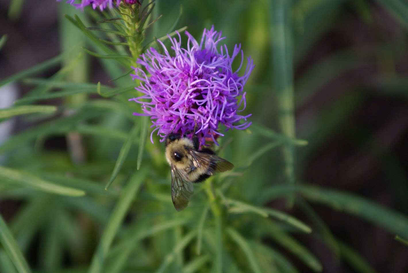 Understanding Native Bees and Habitat Fragmentation – Beautify Spearfish