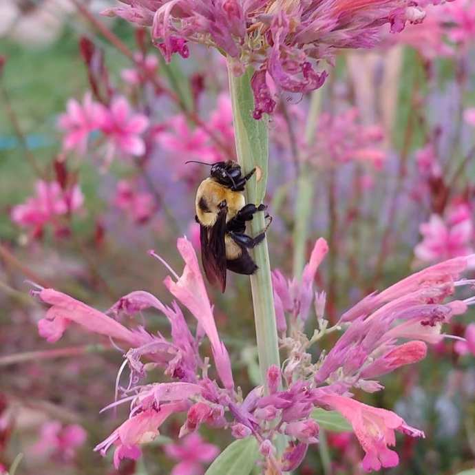 Understanding Native Bees and Habitat Fragmentation – Beautify Spearfish